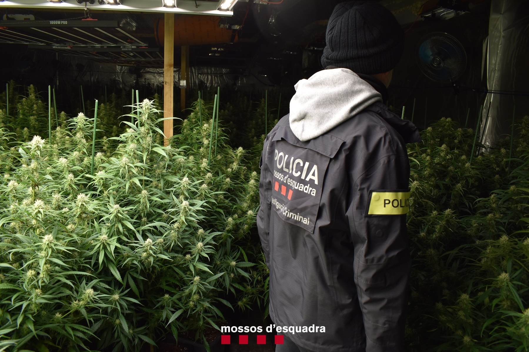 Desmantelan una red de cultivos de marihuana en Lleida y Tarragona con ocho detenidos - El Liberal